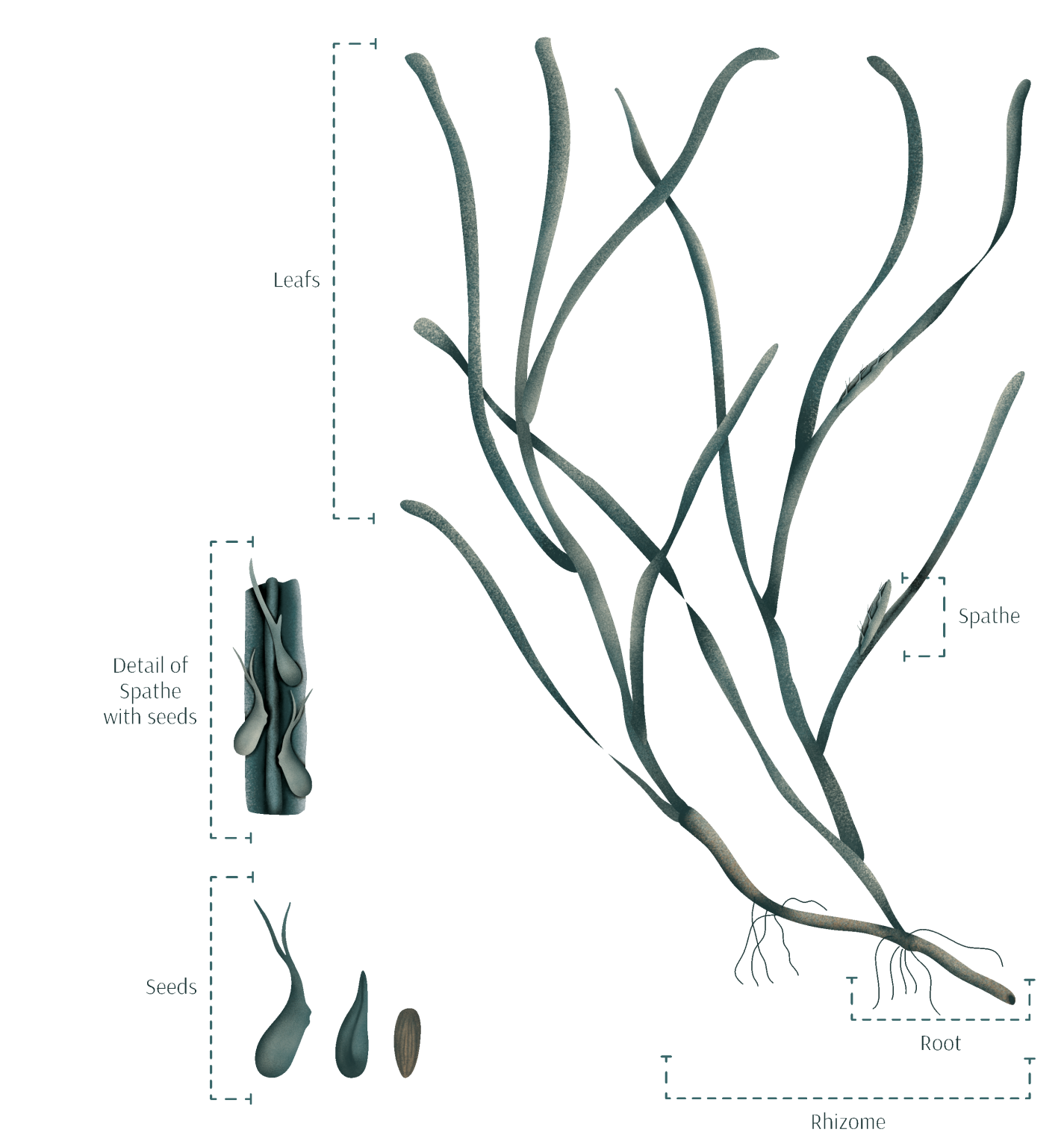 Zostera marina – Welcome to the LIFE SeagrassRIAwild Project