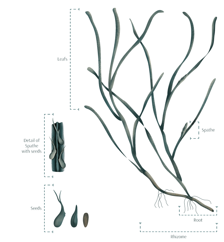 Zostera marina – Welcome to the LIFE SeagrassRIAwild Project
